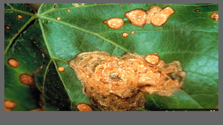 Necrosis in Plants: Causes, Symptoms, and Prevention